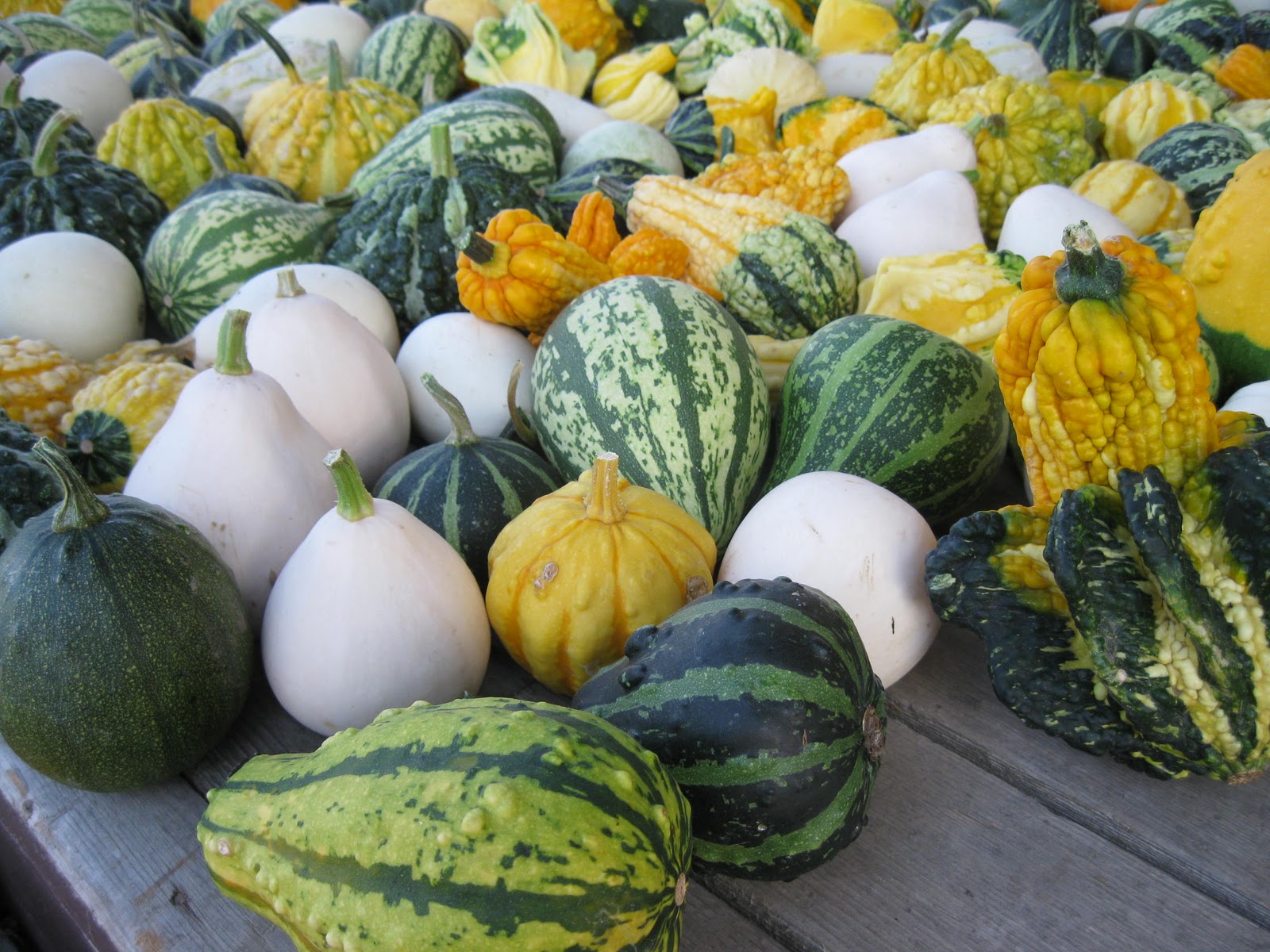 Halladay Hullabaloo: Gourds, gourds and more GOURDS!