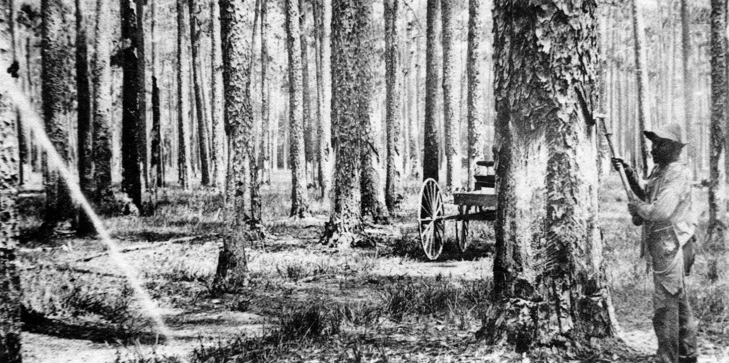 Tammany Family: Turpentine Production