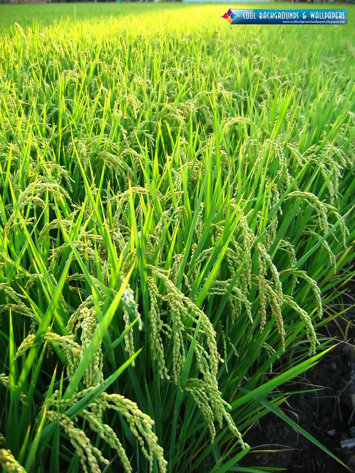 Free Love Quotes: Rice Farming HD Wallpapers