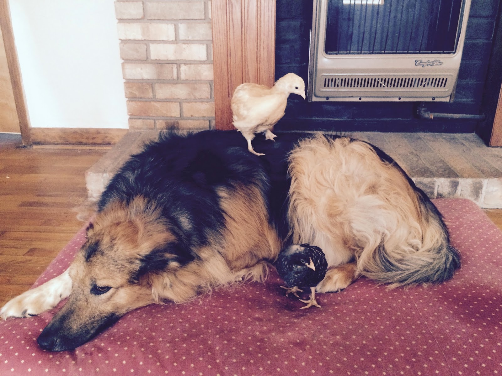 REHOBOTH FARM: Family Bonding - Socializing Our Chickens