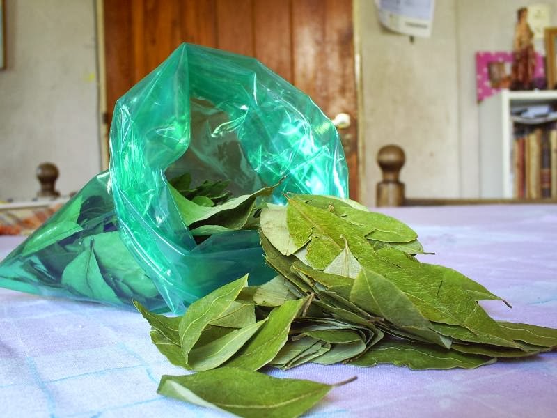 Adolfo Mendoza Leigue: Parlamento Andino declara la Hoja de Coca ...
