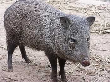 Coisas de Caboclo de Luizão-O-Chaves!: MARAVILHAS DA NATUREZA -04 O ...