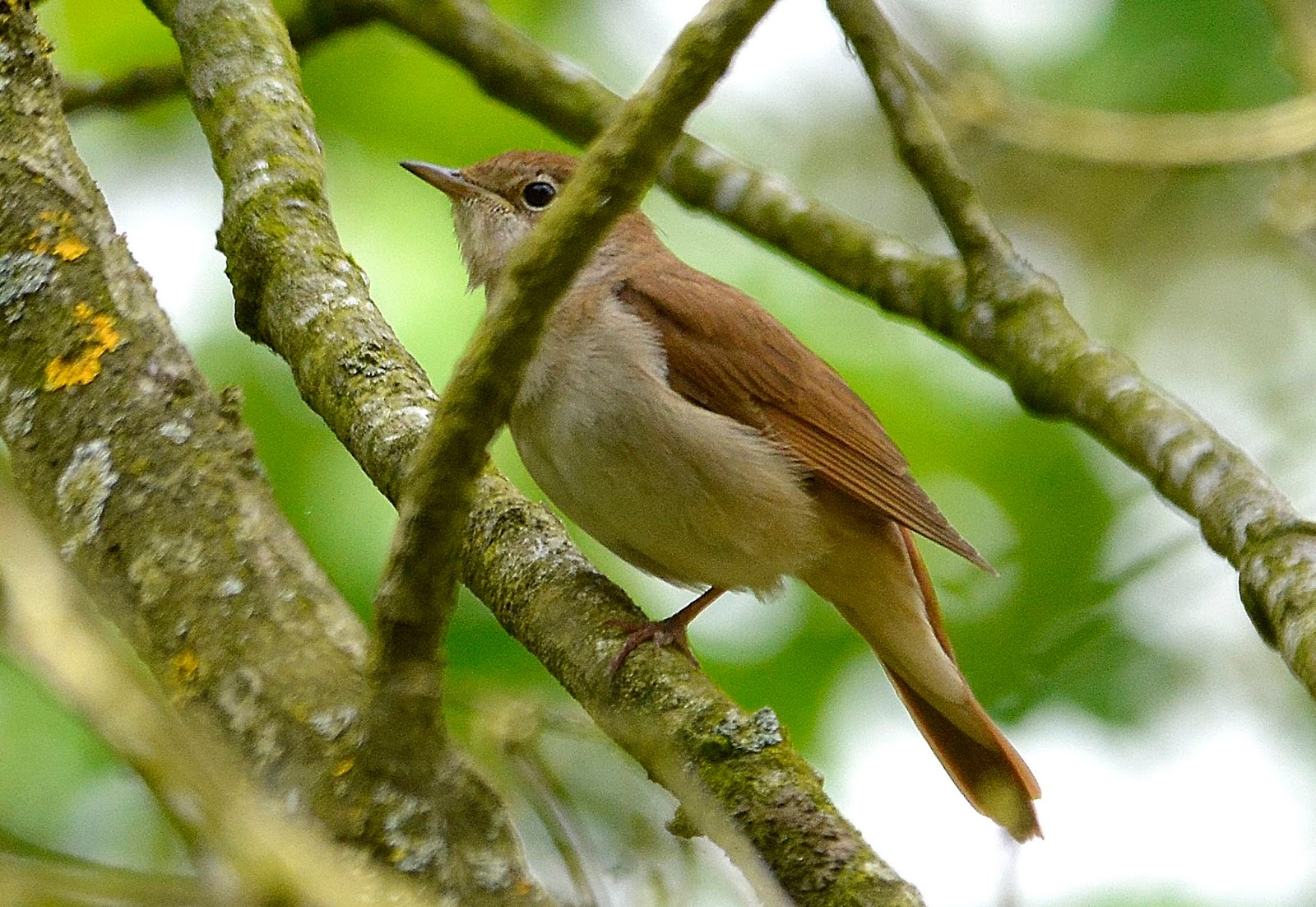 Birding with Flowers: Farewell to the Nightingale