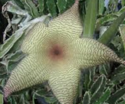 10 Bunga Paling Berbau Busuk di Dunia Beserta Gambarnya | ALL ABOUT FLOWER