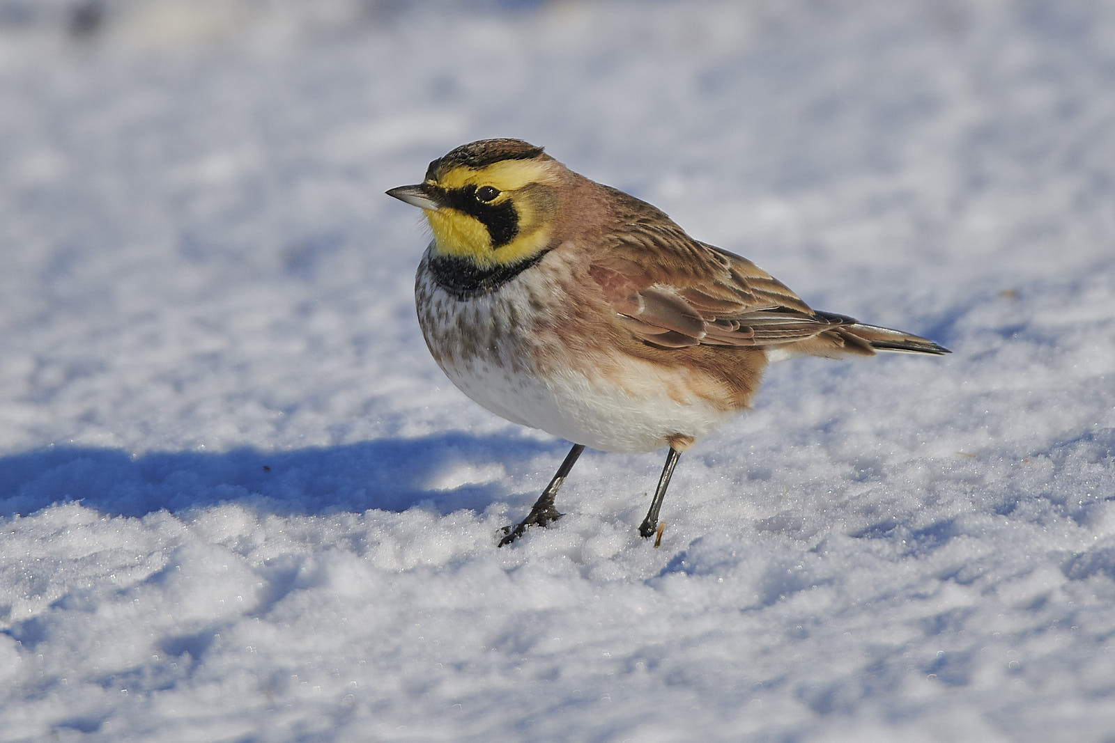 Mike's Photographs : Horned Lark