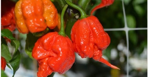 Informer: Cili Carolina Reaper Paling Pedas di dunia