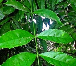 PLANTAS COMUNS NO RJ: PLANTAS COM NOMES