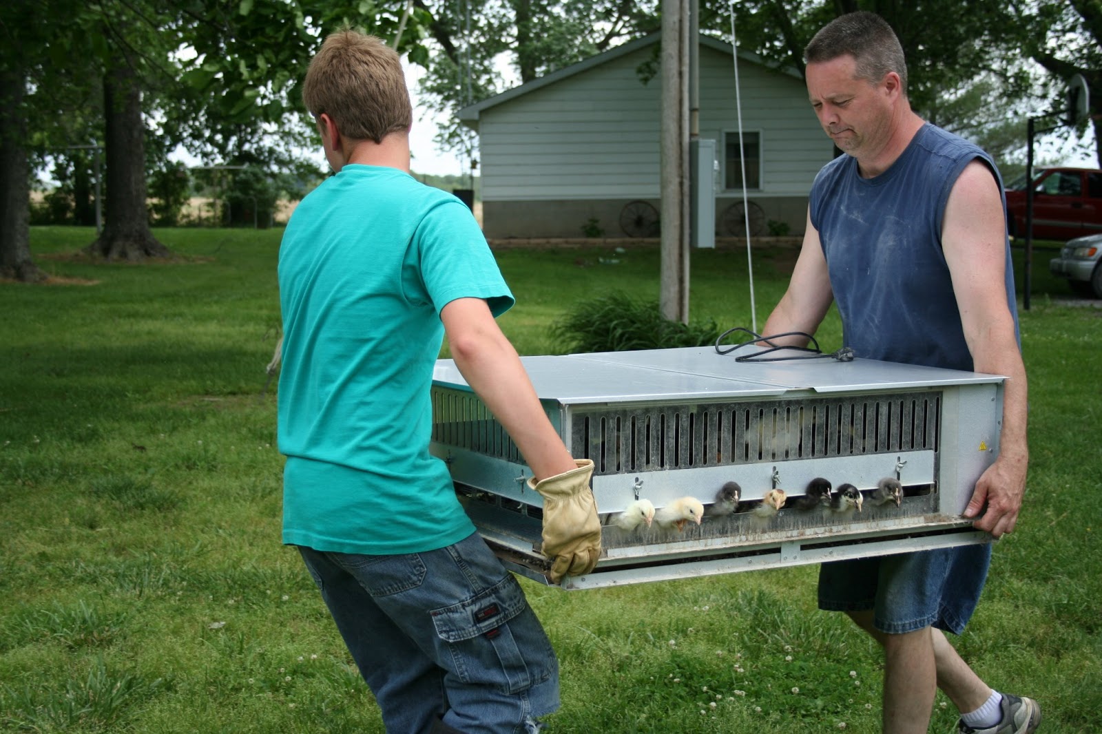 Chicken Scratch Poultry: Brooder House - Move In Day