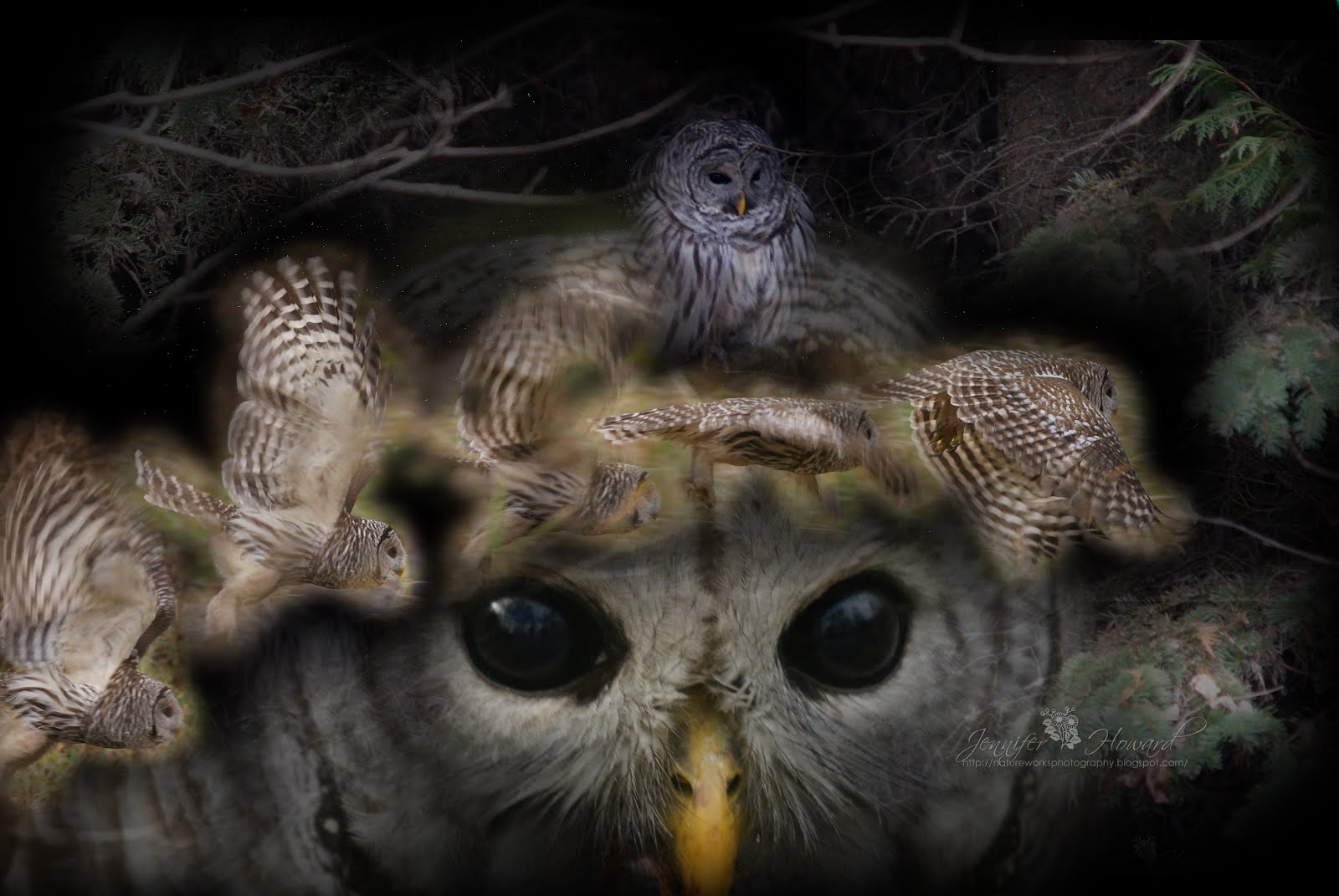 Nature Works Photography: Barred Owls, November 9-10-11