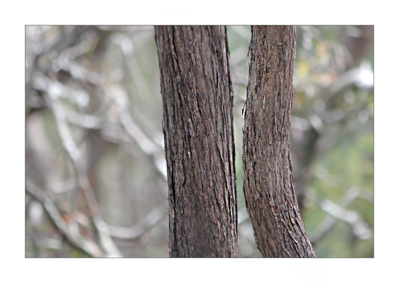 The Ridou Report: Today's Walk - (Subtle) Trees at Angophora Reserve