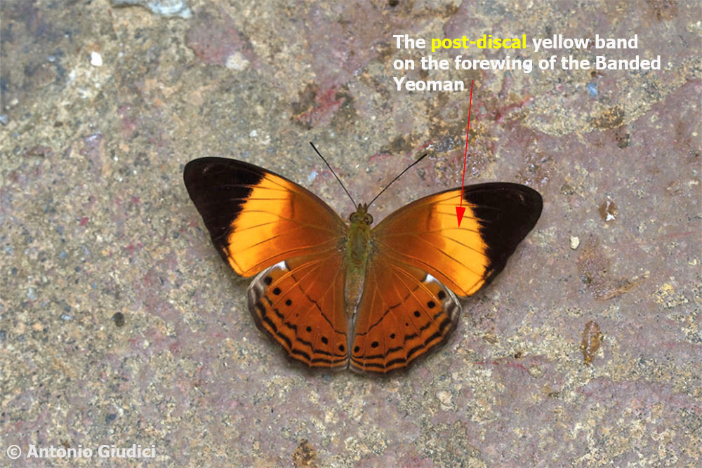 Butterflies of Singapore: Butterfly Anatomy : Part 3