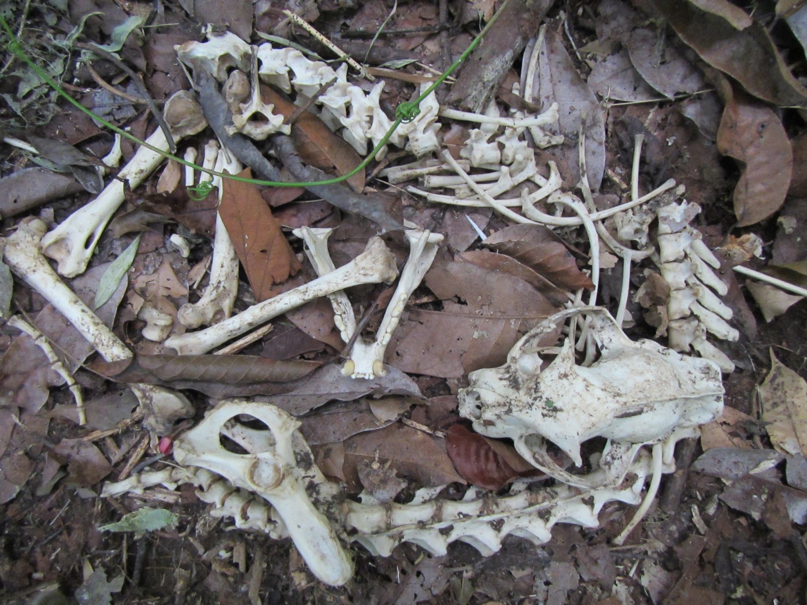 Rambling 'round the Rainforest: Recycling in the Rainforest