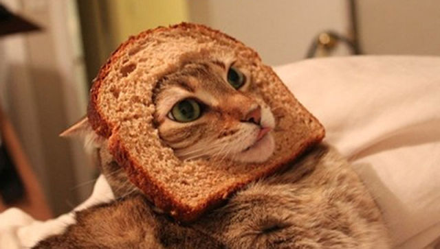 Funny ‘Inbread’ Animals (11 pics) | Những hình ảnh đẹp | Ảnh đẹp Việt ...