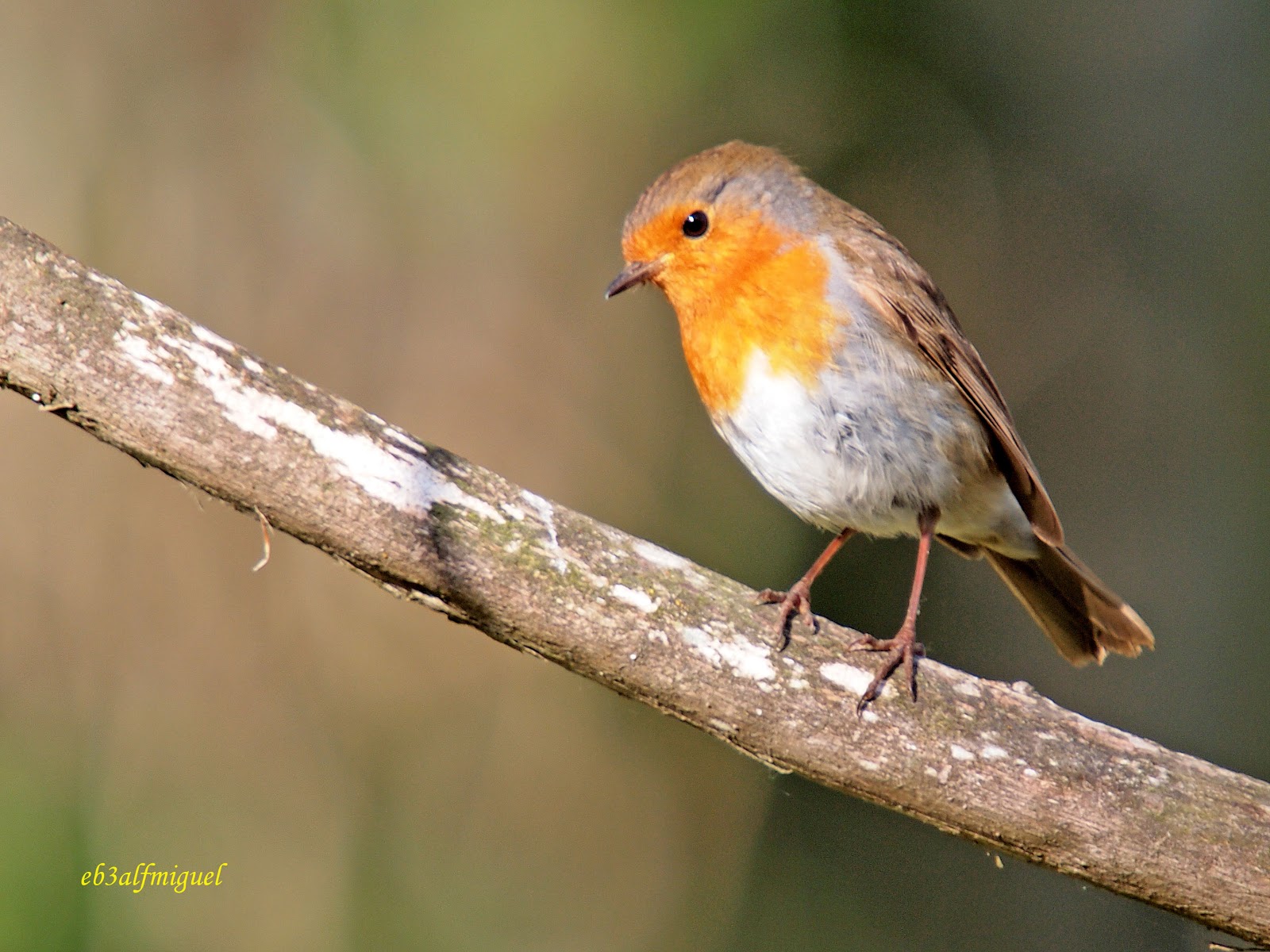 MIS AMIGAS LAS AVES: La curiosidad del petirrojo (Erithacus rubecula)