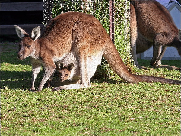 Kangaroos Facts And Pictures | All Wildlife Photographs