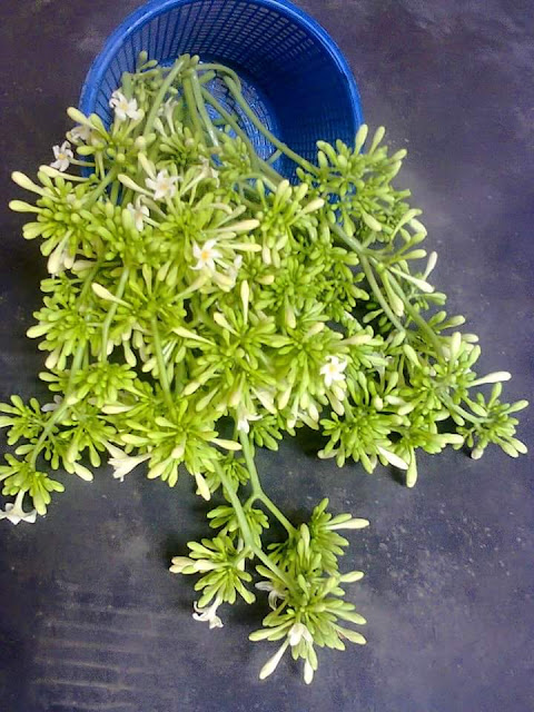 Bunga pepaya untuk kesehatan jantung | MANFAAT ALAM INDONESIA & CARA ...