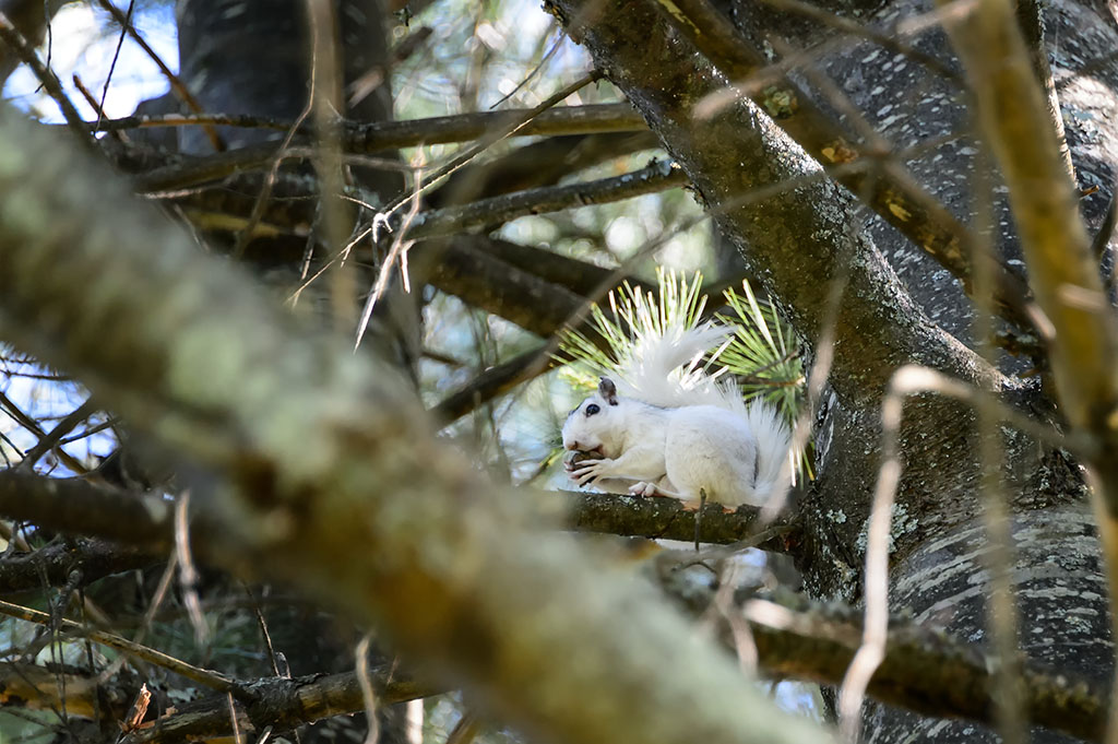 Bubba's Garage: Have you ever seen a White Squirrel? Visit Brevard, NC!