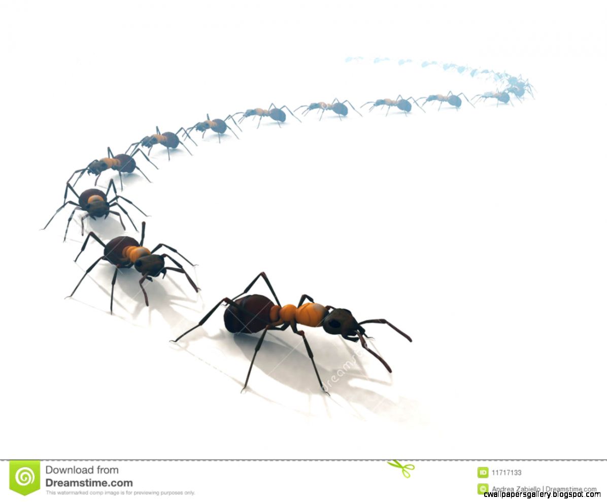 Ants In A Line | Wallpapers Gallery