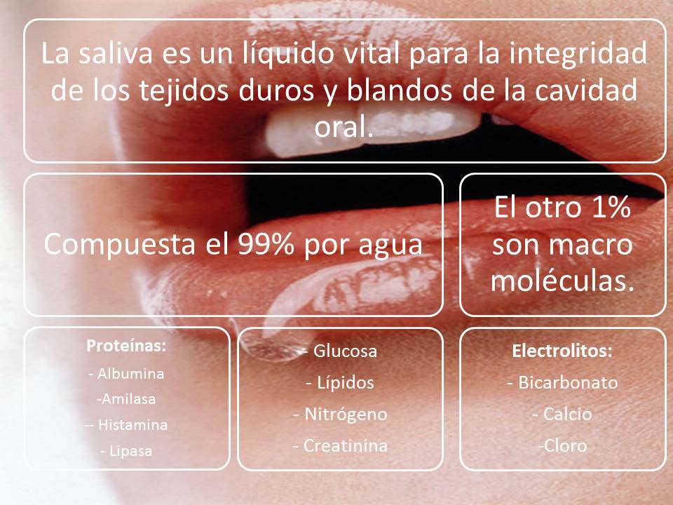 Fisiología Medica : COMPONENTES DE LA SALIVA