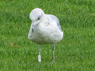 Valley Naturalist: 2013