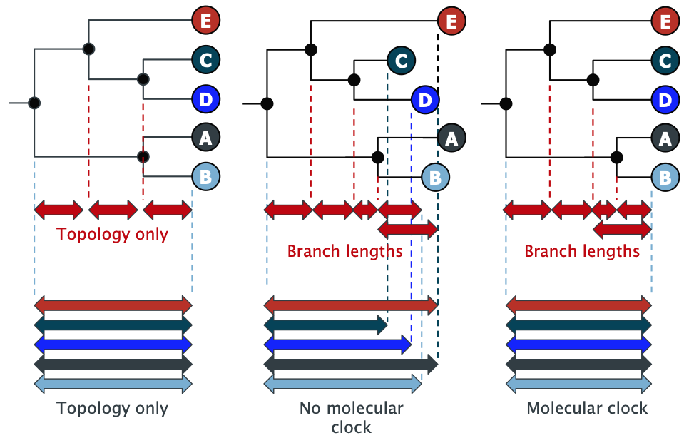 The Cabbages of Doom: How to read a phylogenetic tree