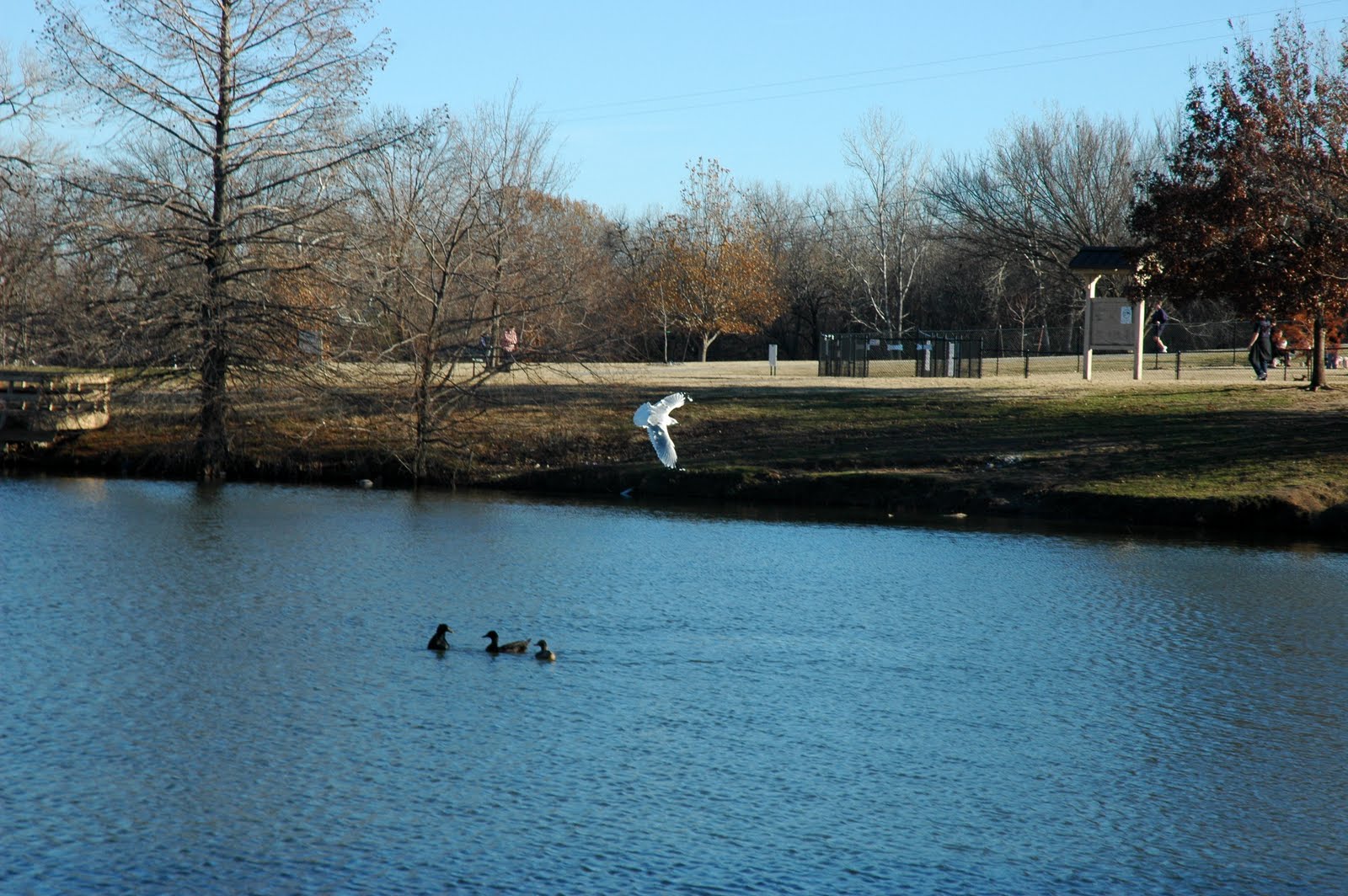 Snapshots: Seagull visits Hunter Park, Tulsa, OK