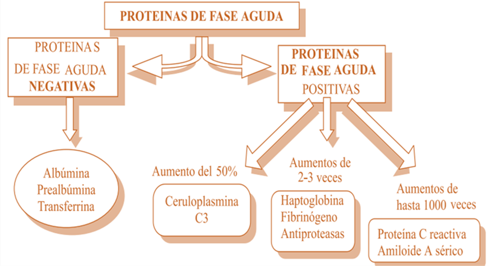 Reactantes De Fase Aguda Reactantes De Fase Aguda