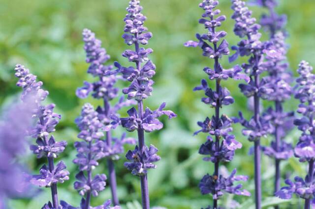 ΑΓΡΟΤΙΚΕΣ ΕΥΚΑΙΡΙΕΣ: Λεβάντα για απόσταξη και κέρδη … αρωματικά