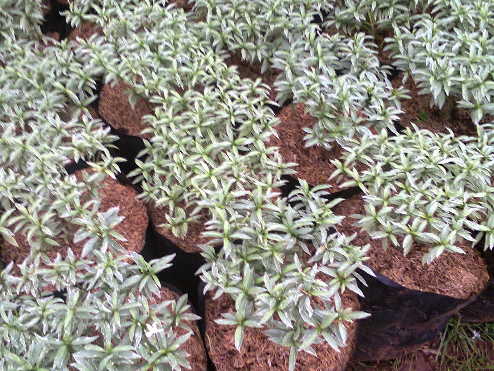 Pohon Rembosa Mini Silver, Jual Tanaman Hias, Jasa Taman