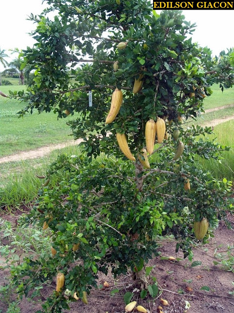Viveiro Ciprest - Plantas Nativas e Exóticas: Guajilote ou Bananinha ...
