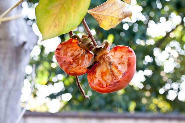 FOODjimoto: Persimmons