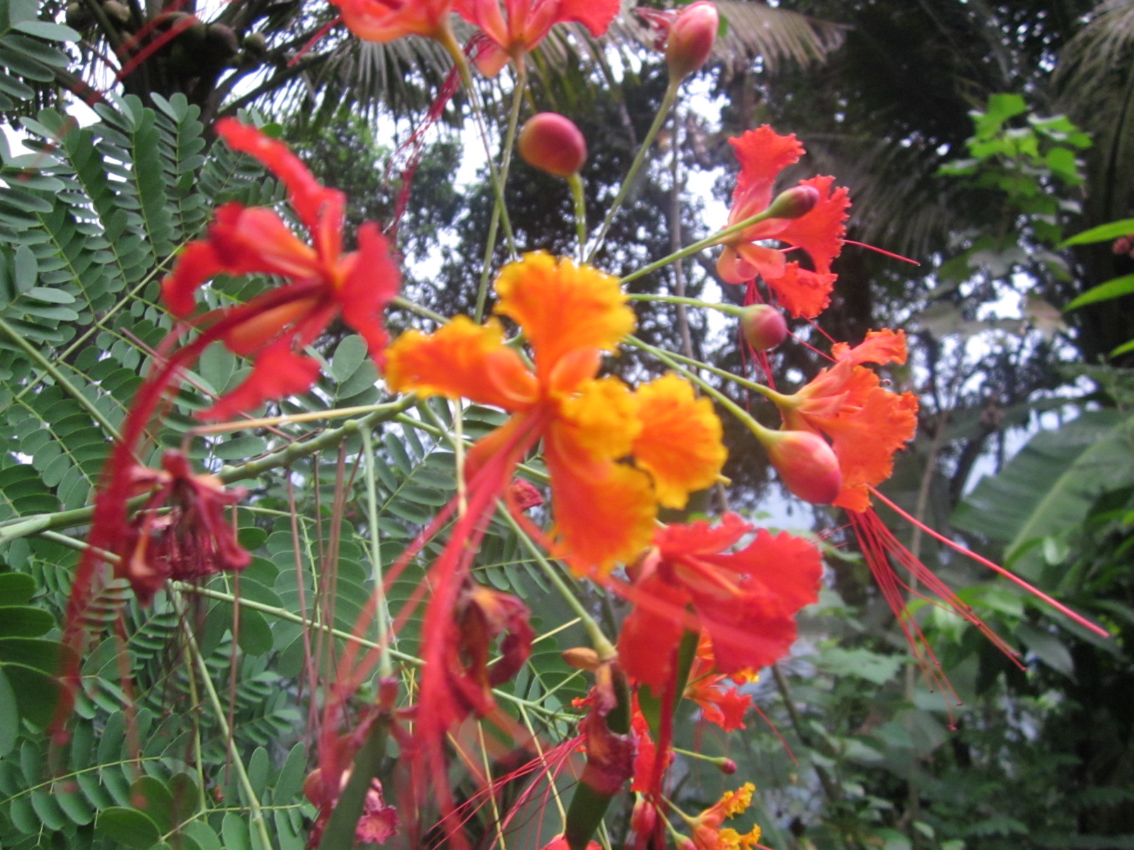 NATURE'S BEAUTY: Rajamalli Flower