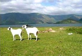 ASAL UNIK: Jenis-jenis Kambing di Indonesia