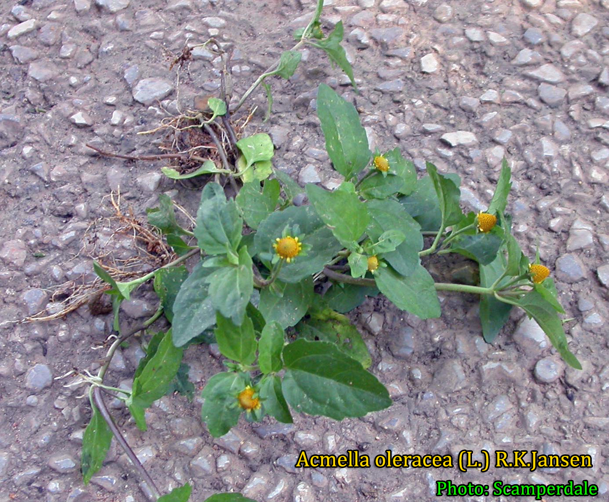 Medicinal Plants: Acmella oleracea
