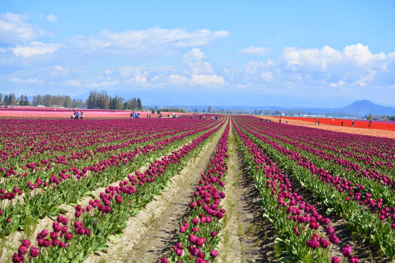 A Golden Tulip: MY FIRST SPRING IN SEATTLE