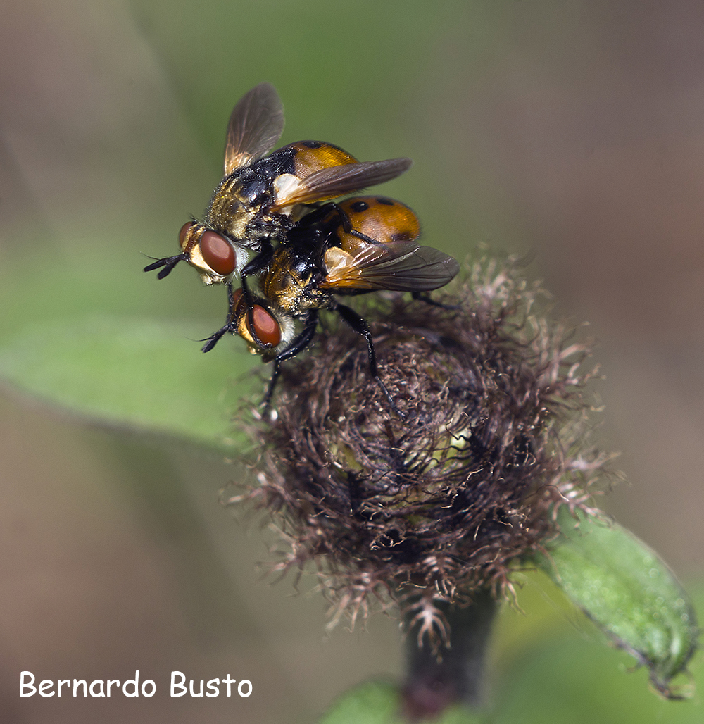 RÍA DE LA VILLA: Moscas copulando