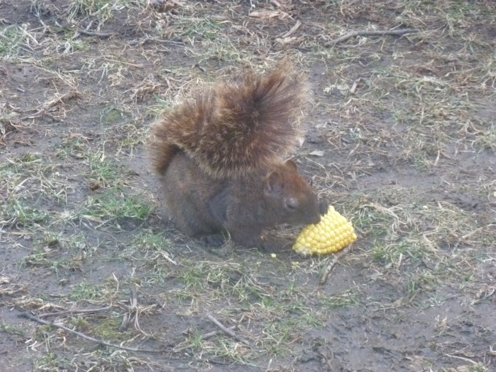 The New York Squirrel: Iceland Saga: Before Nemo