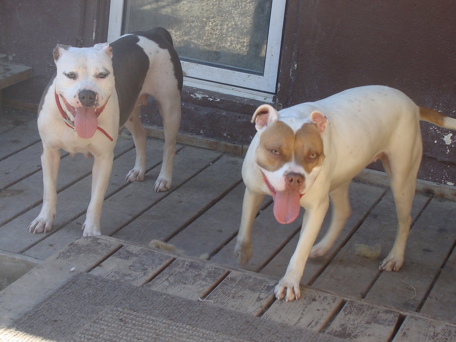 Prairie Pit Bull Rescue Society