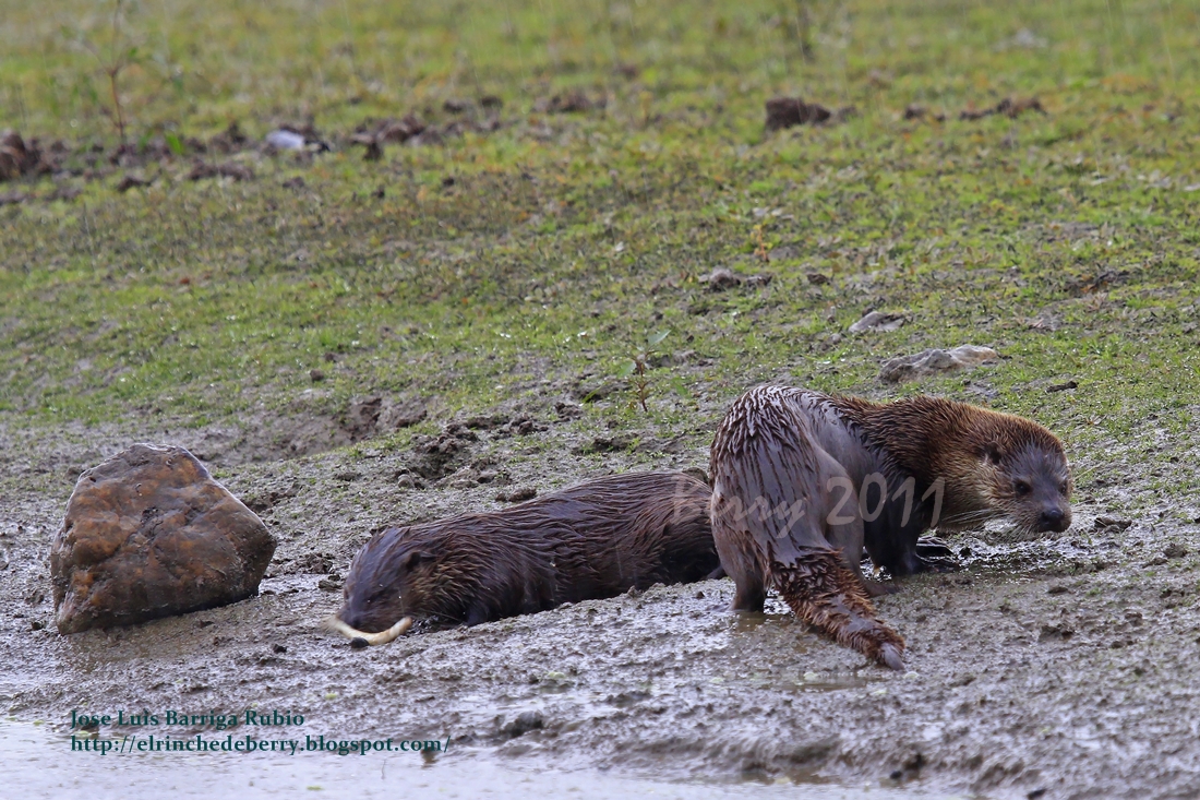 El Rinche de Berry : Fauna