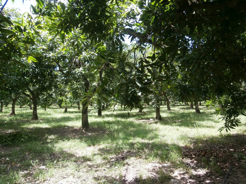 TRAVELOG: EKSPEDISI MENCARI MEMPELAM HARUMANIS di BESERI & PUSAT ...