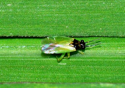 @mafachirr Side: Mengenal Soeparman, Kaum dan Predatornya