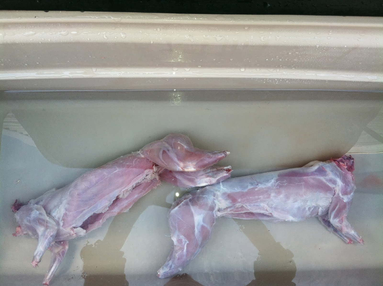 Scurvy Elephant Farm: Rabbit Processing Day.......