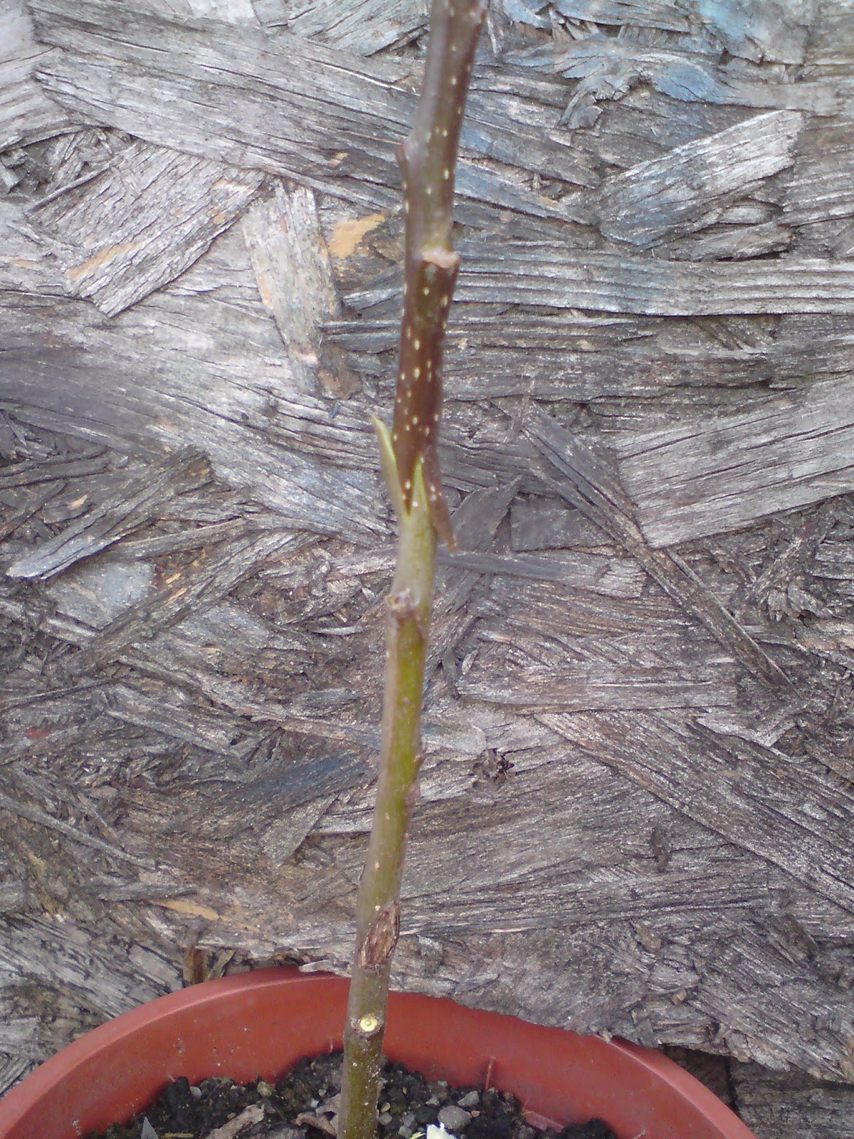 Green Phoenix Urban Food Garden: Grafting an apple rootstock in 8 easy ...