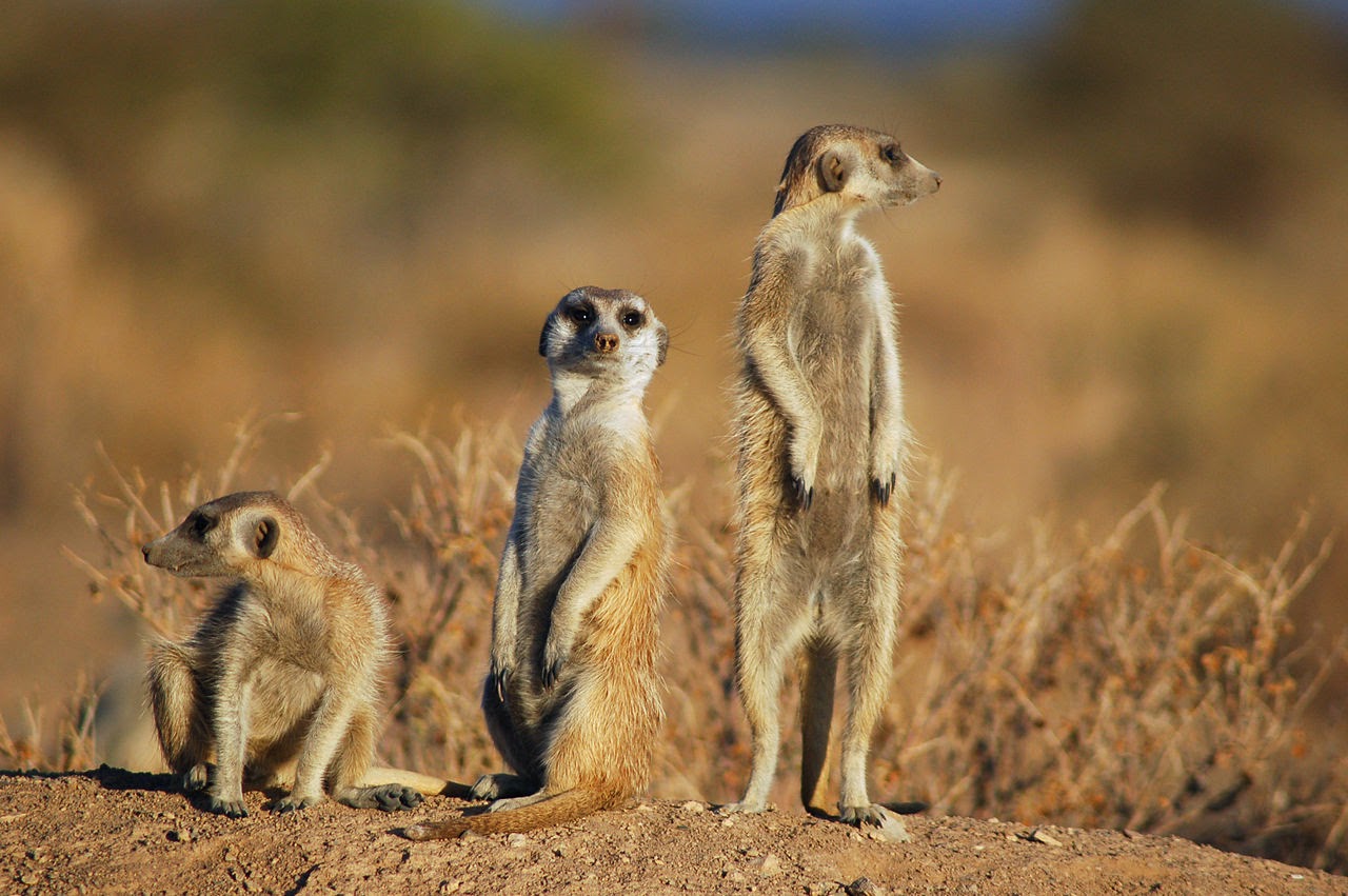 Meerkat Facts