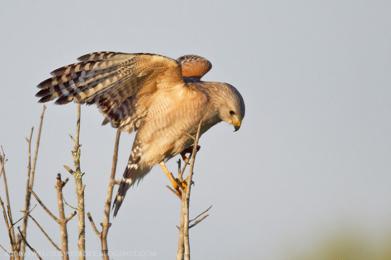 SWFloridabirder: CREW Bird Rookery Swamp