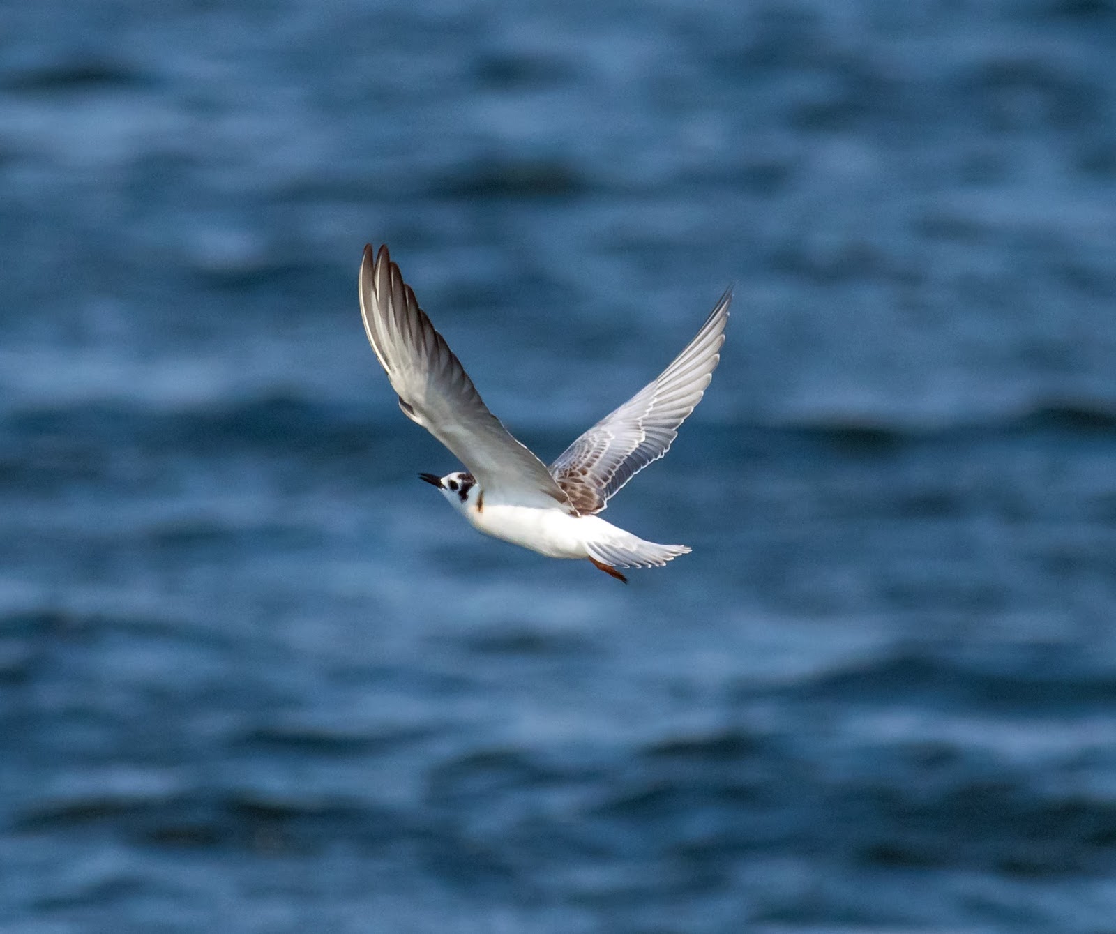 GeekTeacher's Birding Scrapbook: White-winged Black Tern at High Rid ...