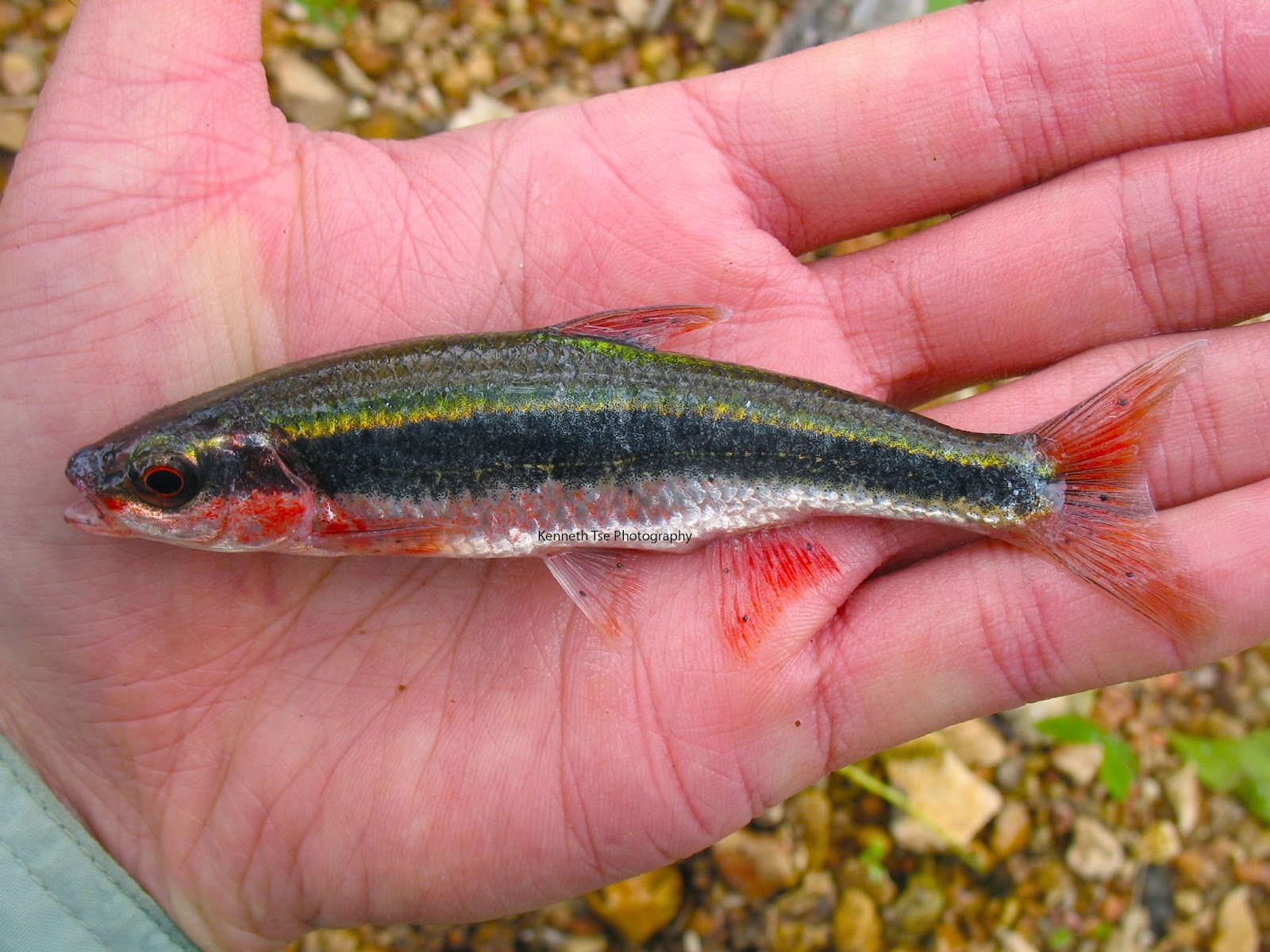 MuskieBait Adventures: 2016 US Midwest (Day 3)