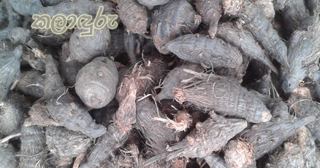 Hela osu: කලාඳුරු (kaladuru)