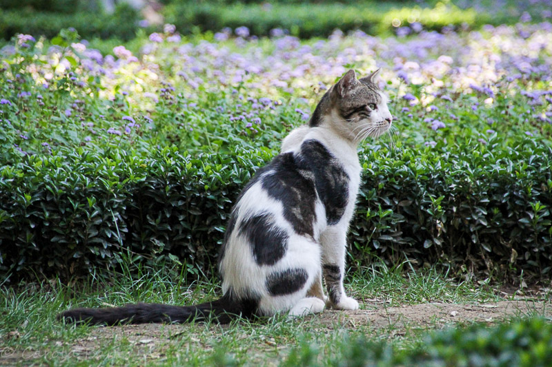 carola bARTz: Istanbul Kedisi - Cats of Istanbul