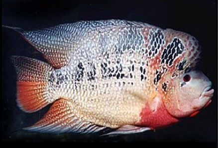 Jenis Jenis Lou Han - Jenis Tanaman Hidroponik